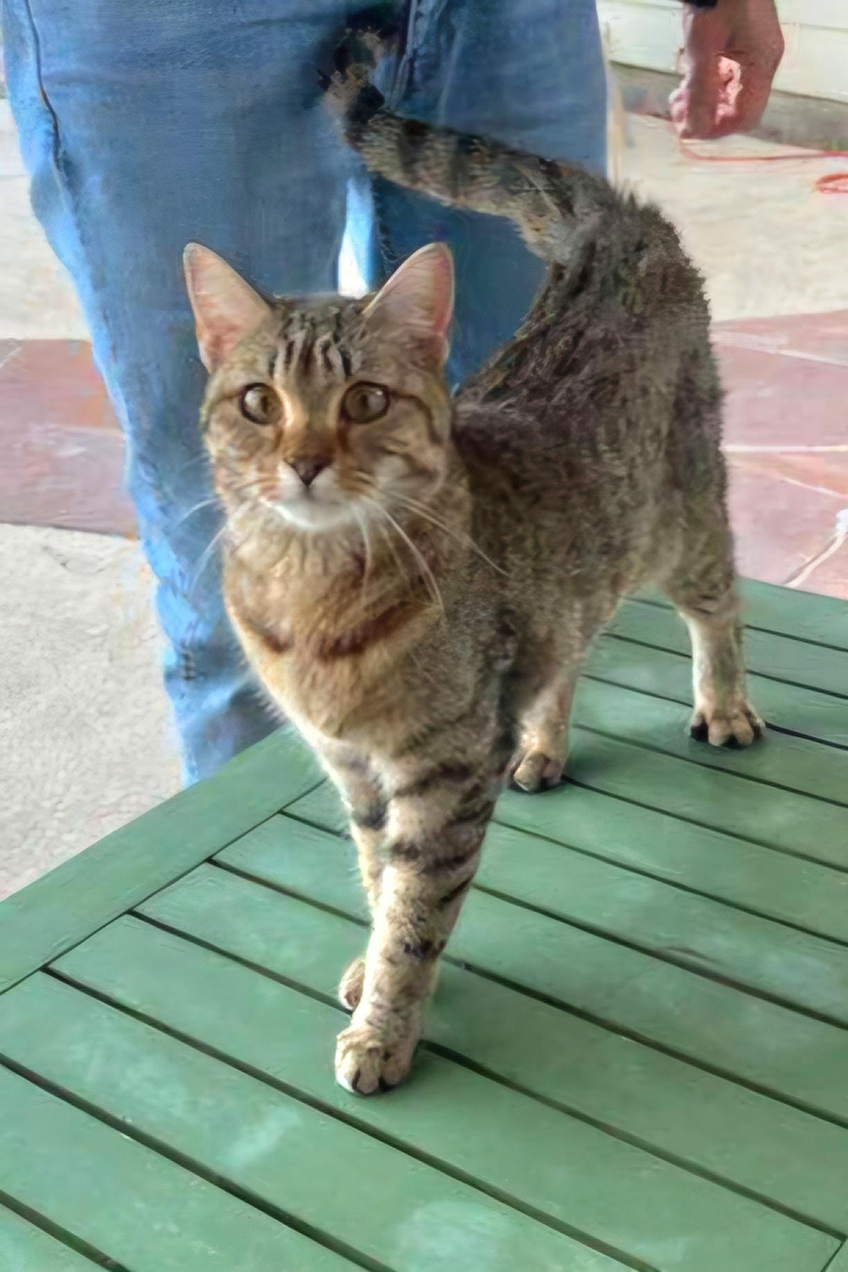 Adopt Judi - Sweet and affectionate Today - Pets TheCountyOffice