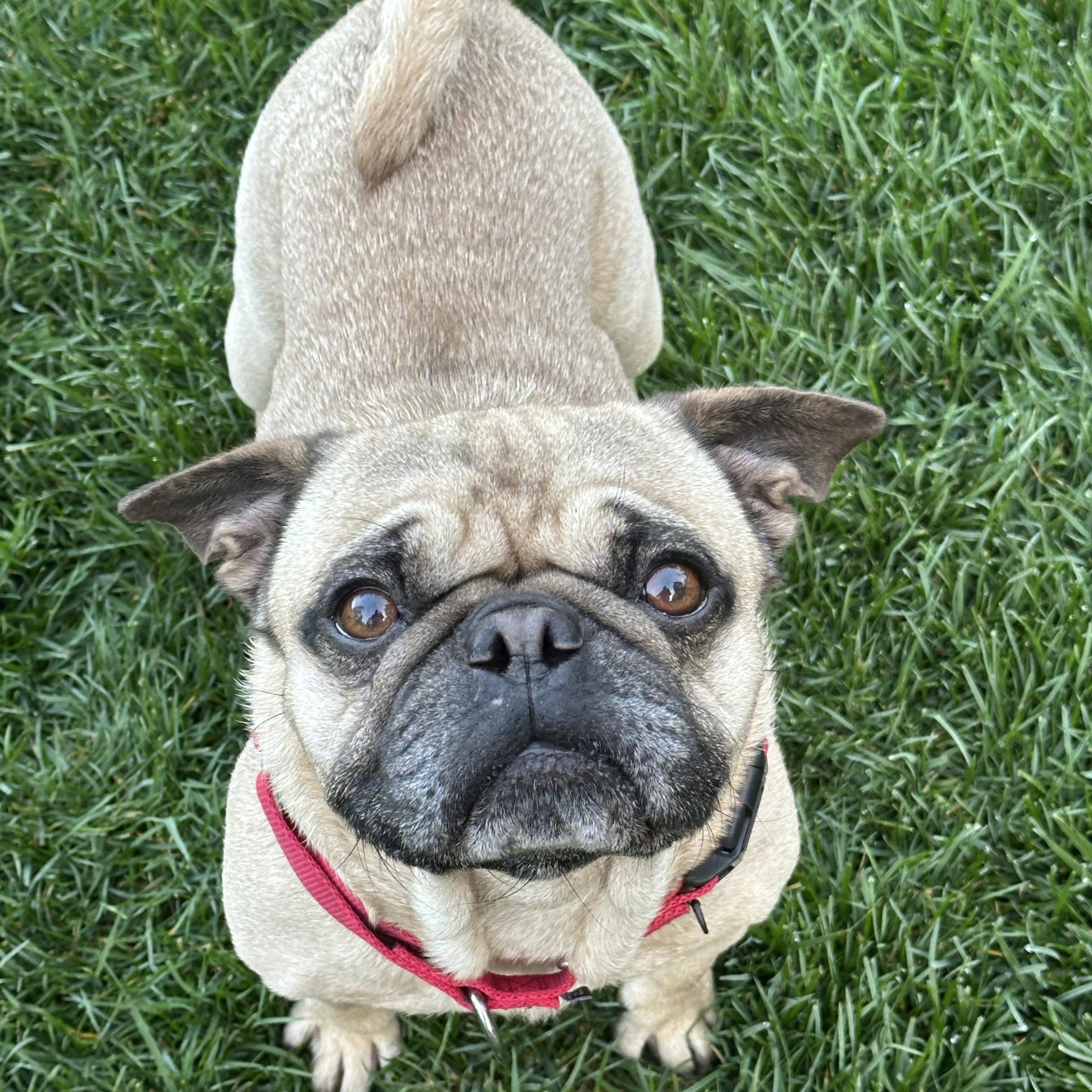 Adopt Frank Today - Pets TheCountyOffice