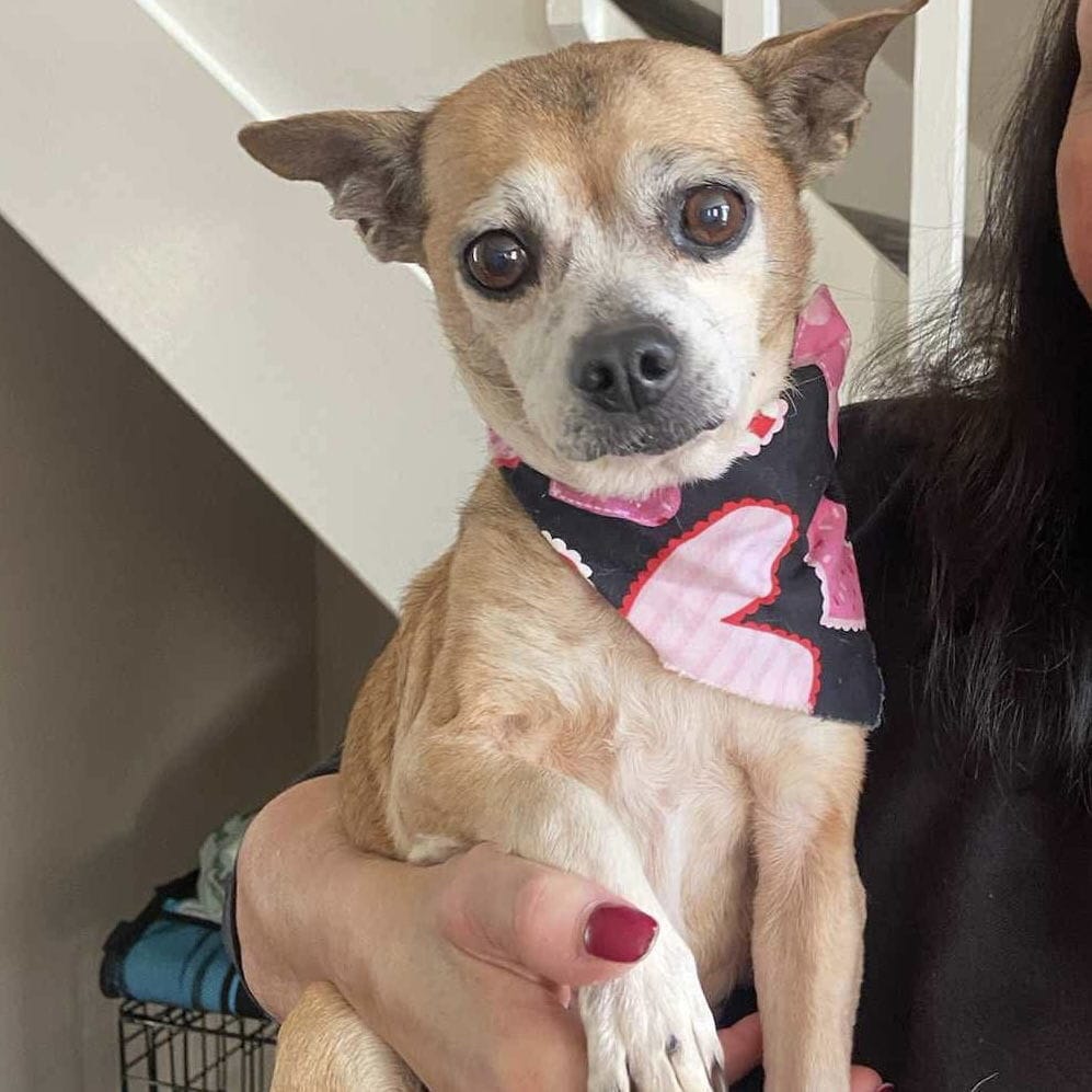 Adopt Kitty Today - Pets TheCountyOffice