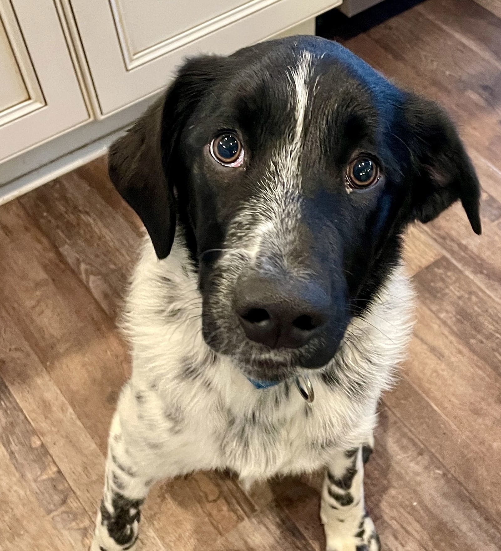 Adopt Roosevelt James Today - Pets TheCountyOffice