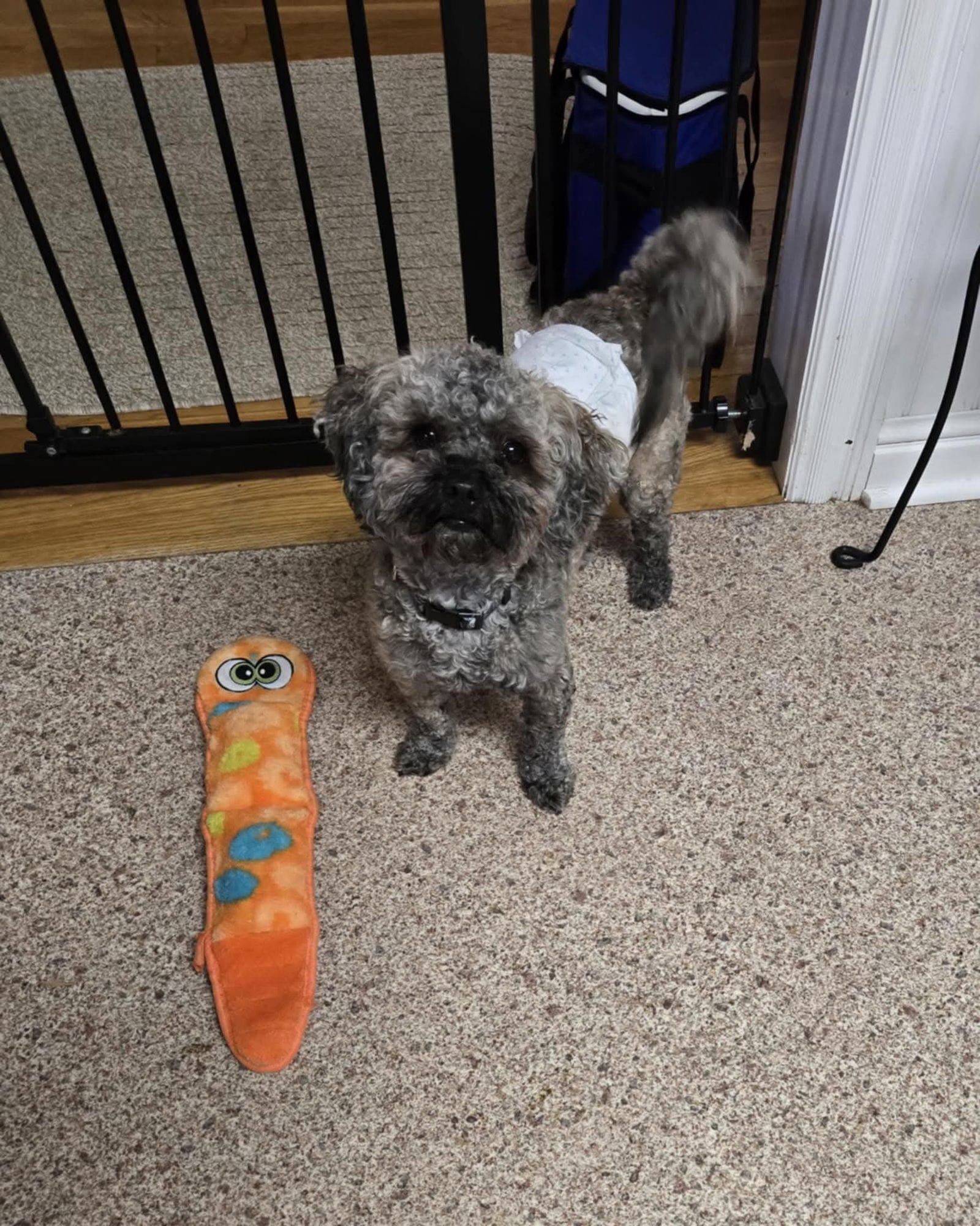 Adopt Mike Wazowski Today - Find Paw Pal