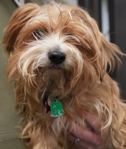 Adopt Little Man Today - Pets TheCountyOffice