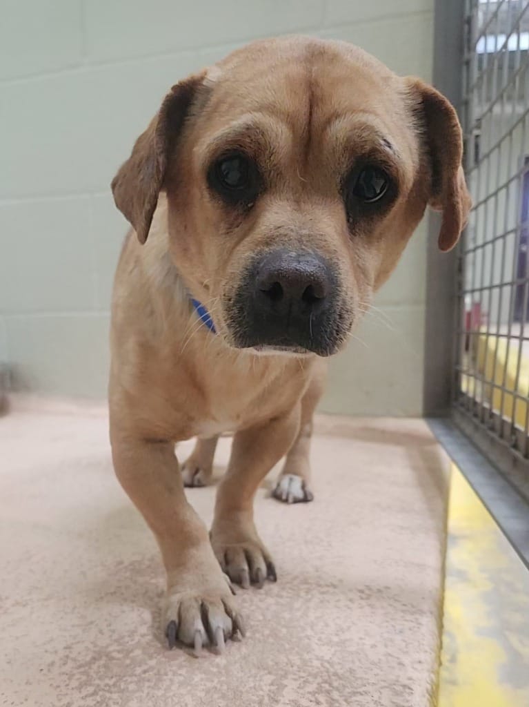 Adopt Archie Today - Pets TheCountyOffice