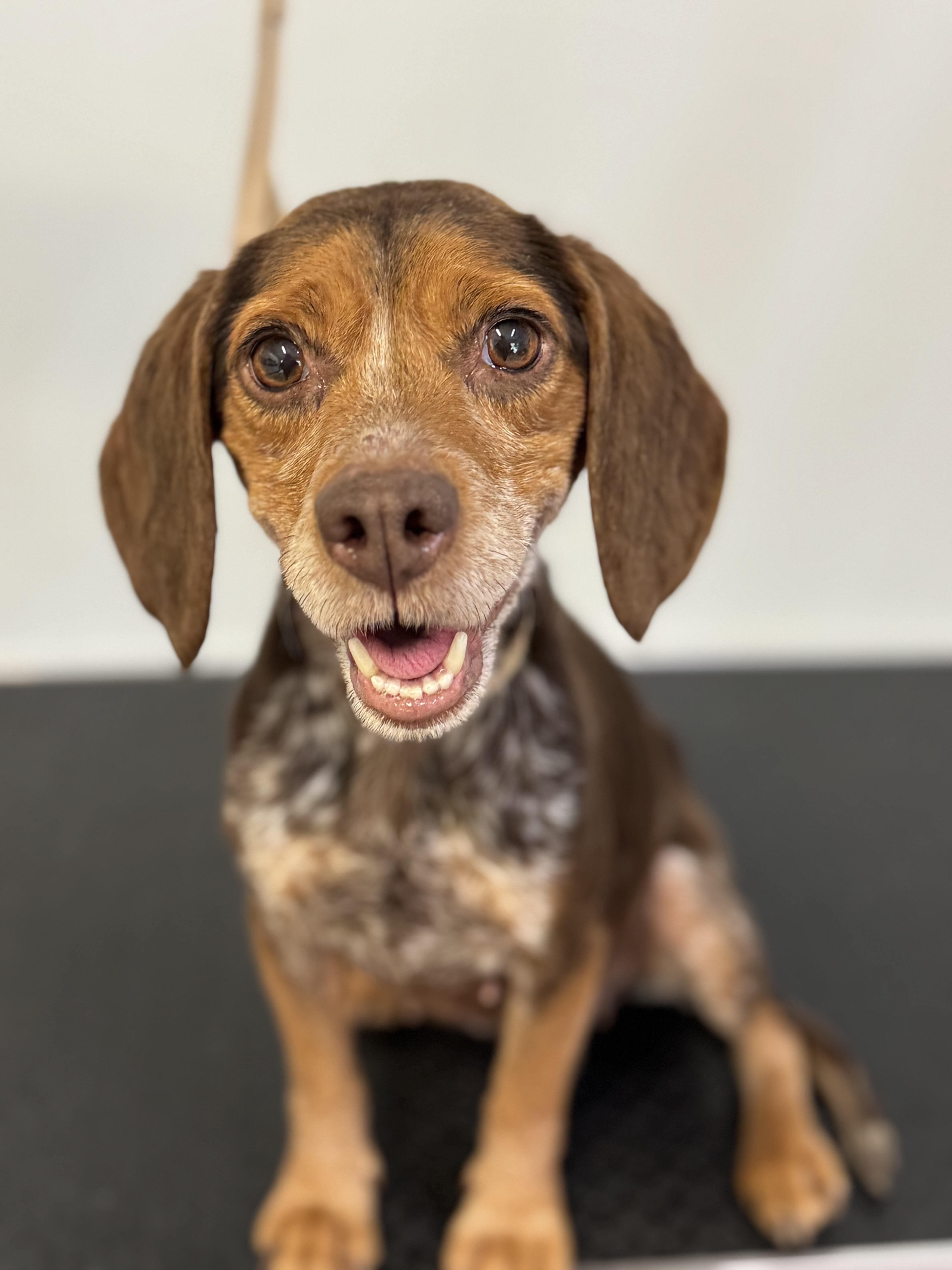 Adopt Pillsbury Today - Find Paw Pal