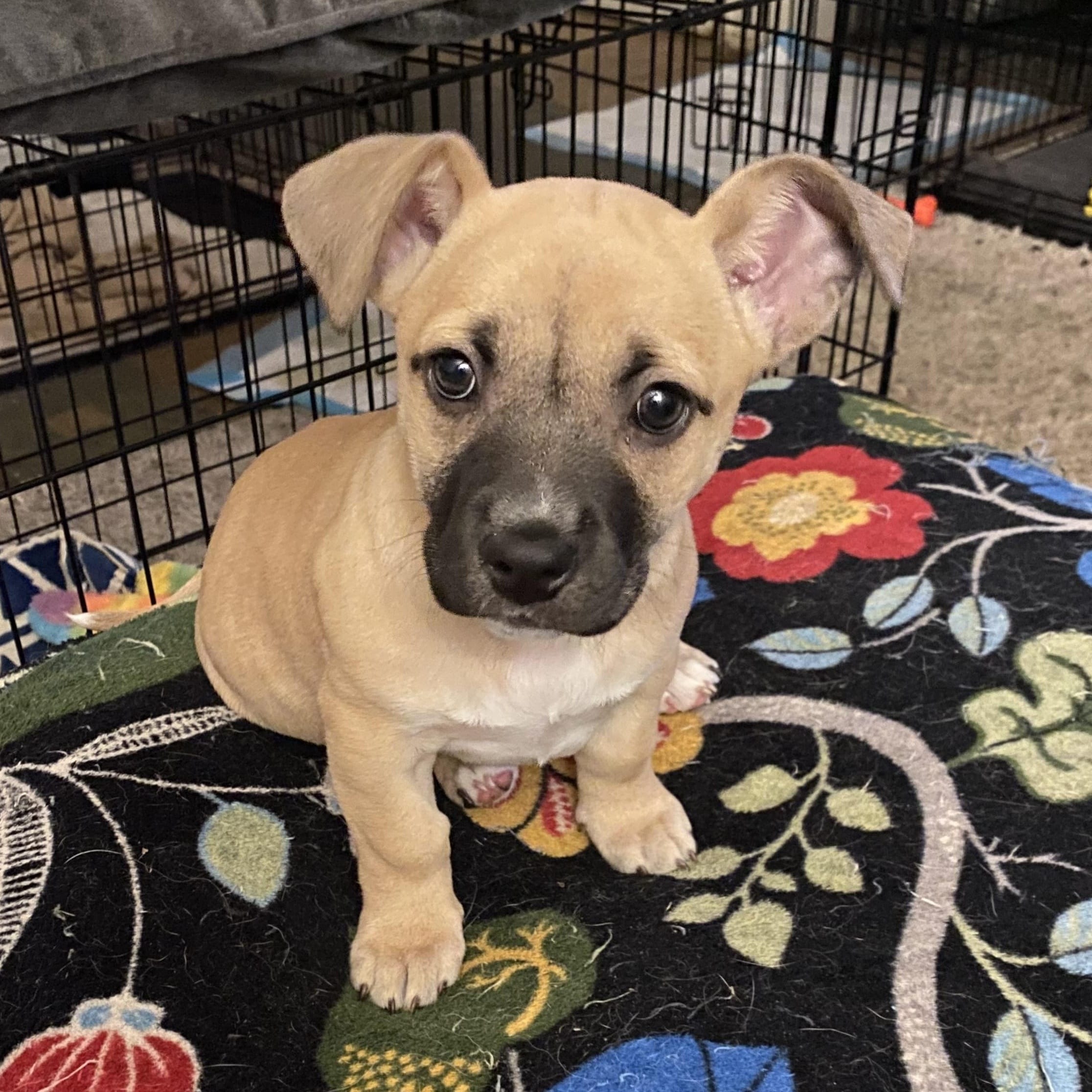 Adopt Mocha Today - Find Paw Pal