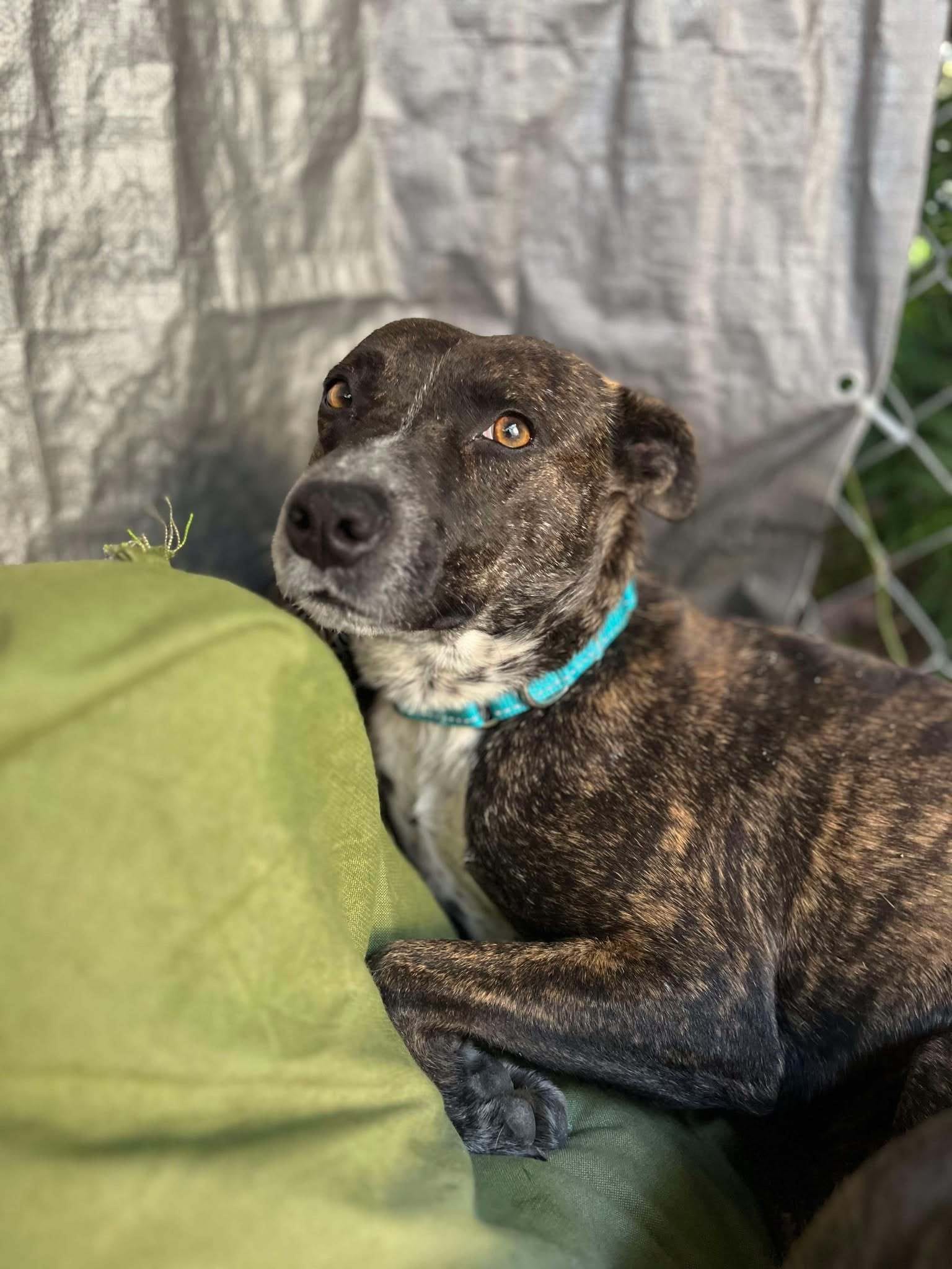 Adopt Tessa Today - Pets TheCountyOffice