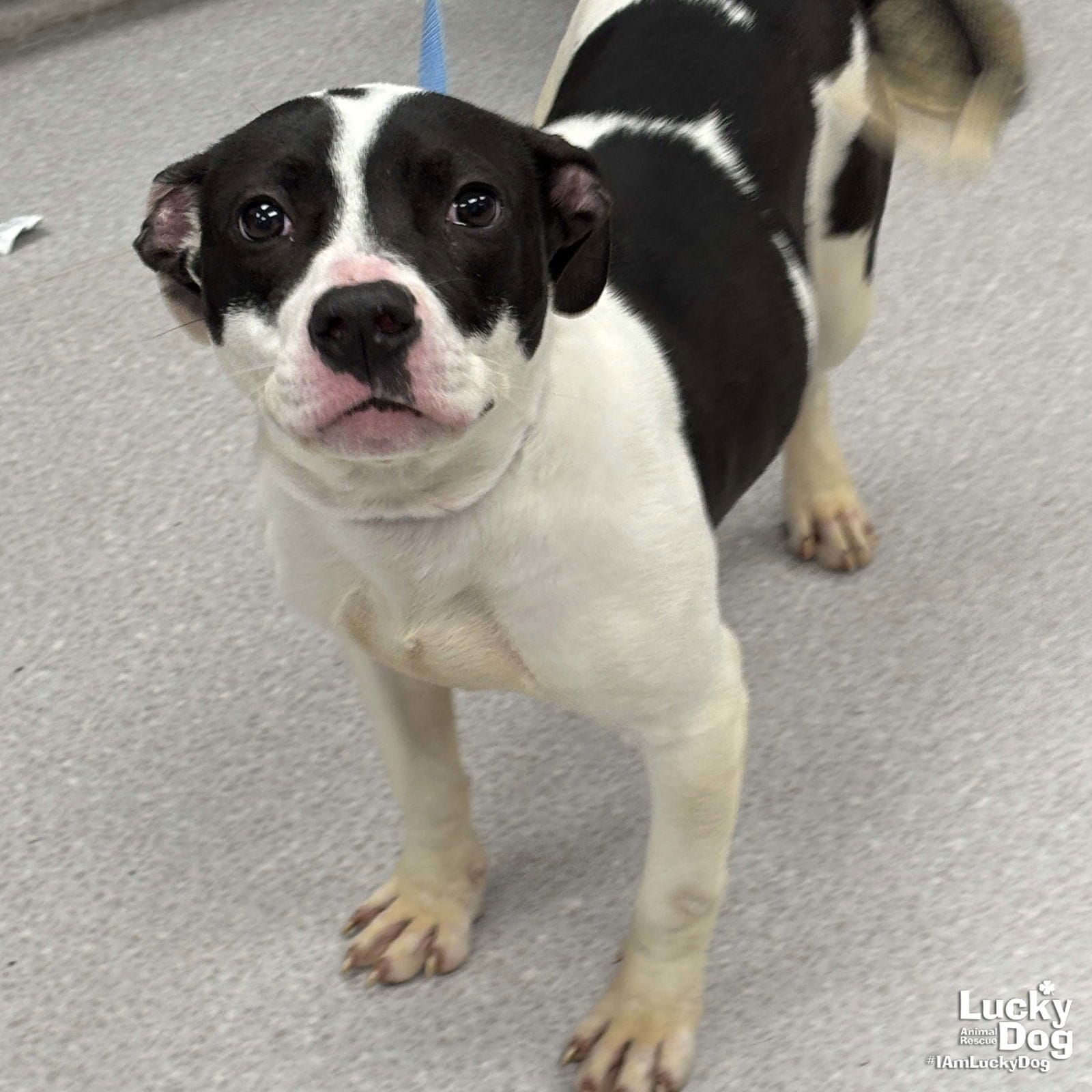 Adopt Alice Today - Find Paw Pal