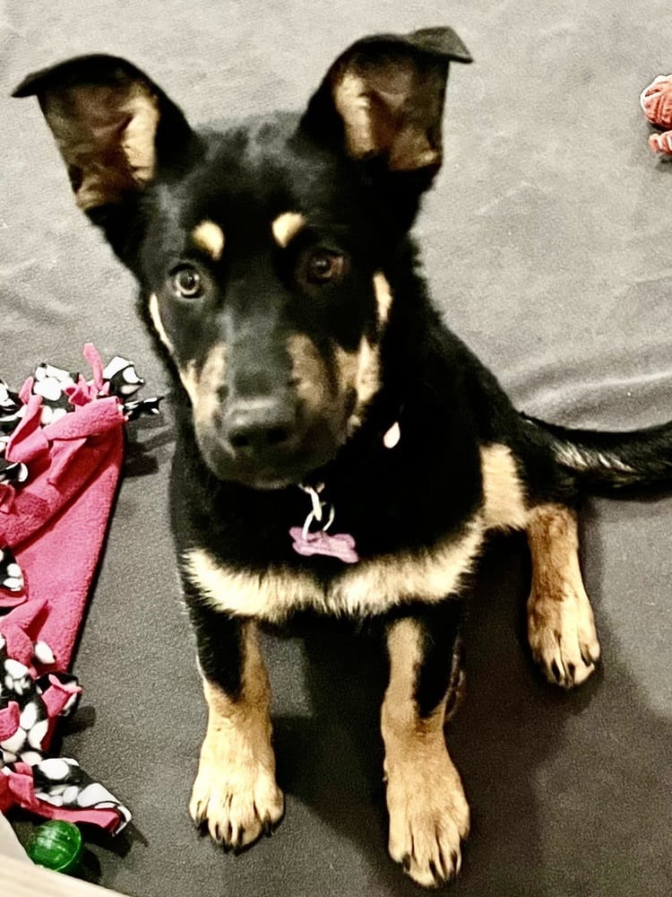 Adopt PETUNIA Today - Find Paw Pal