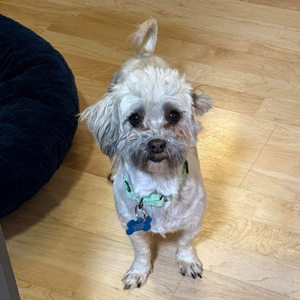 Adopt Bam Bam Today - Find Paw Pal