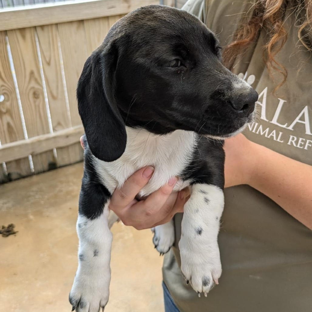 Adopt Michelle Today - Find Paw Pal