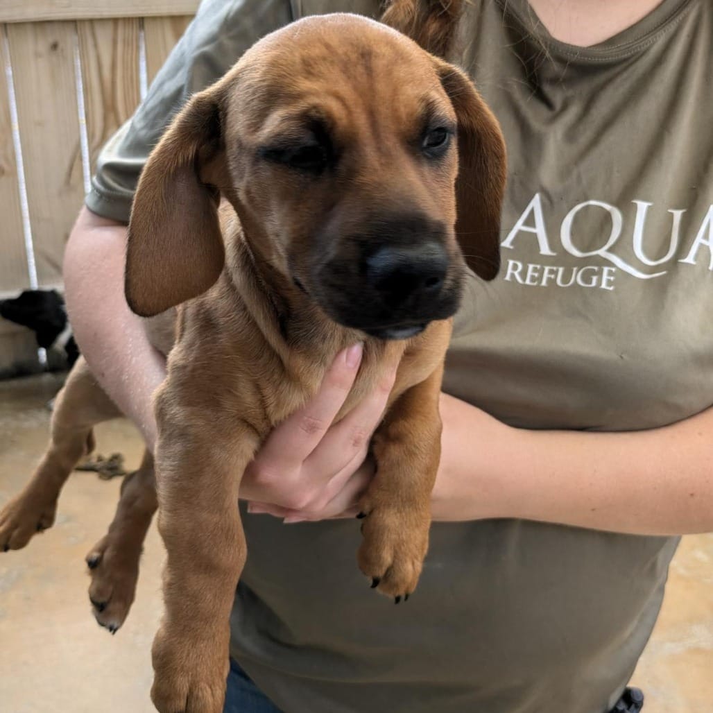 Adopt Penny Lane Today - Pets TheCountyOffice