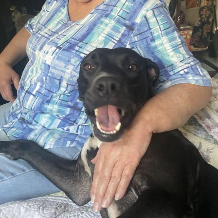 Adopt Pearl Today - Find Paw Pal