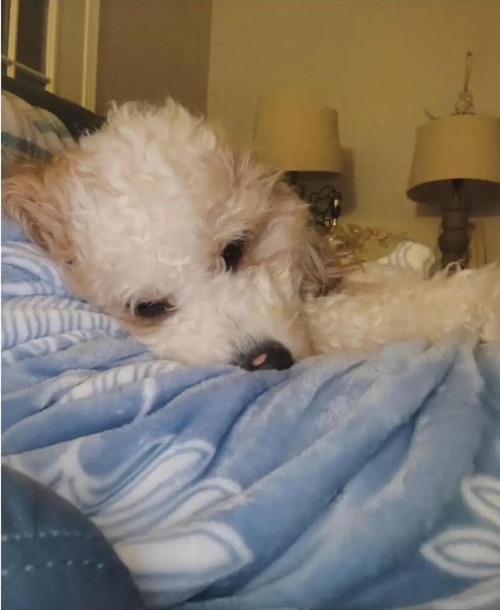 Adopt Daisy Mae Today - Pets TheCountyOffice