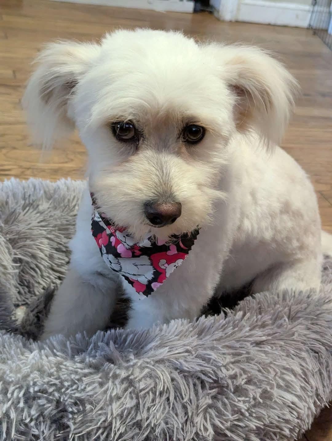 Adopt Teddy Oso Today - Pets TheCountyOffice