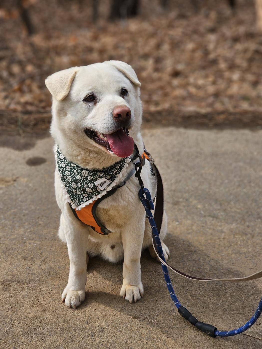 Adopt Polar Bear Today - Find Paw Pal