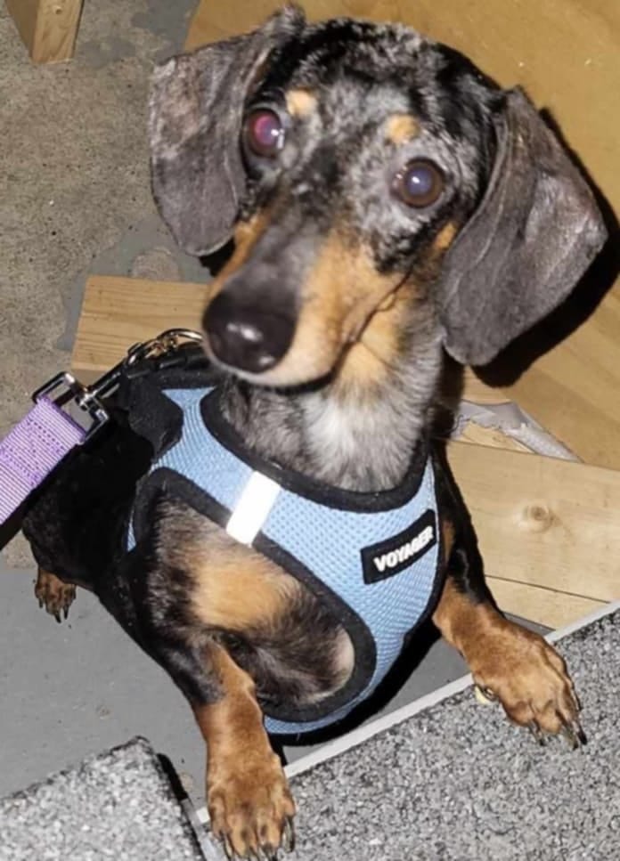 Adopt Tilly Today - Find Paw Pal