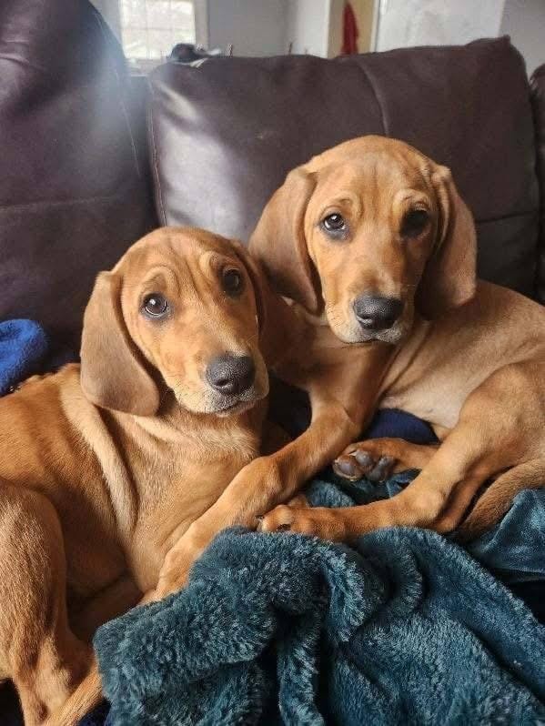 Adopt Pearlie Sue and Frankie Ray Today - Find Paw Pal