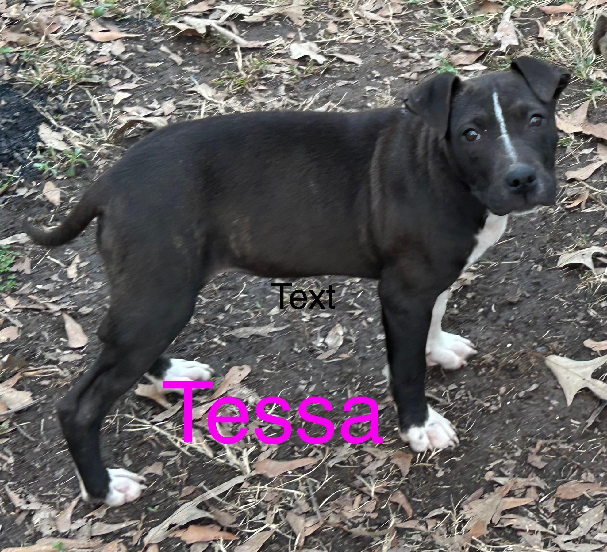 Adopt Tessa Today - Find Paw Pal