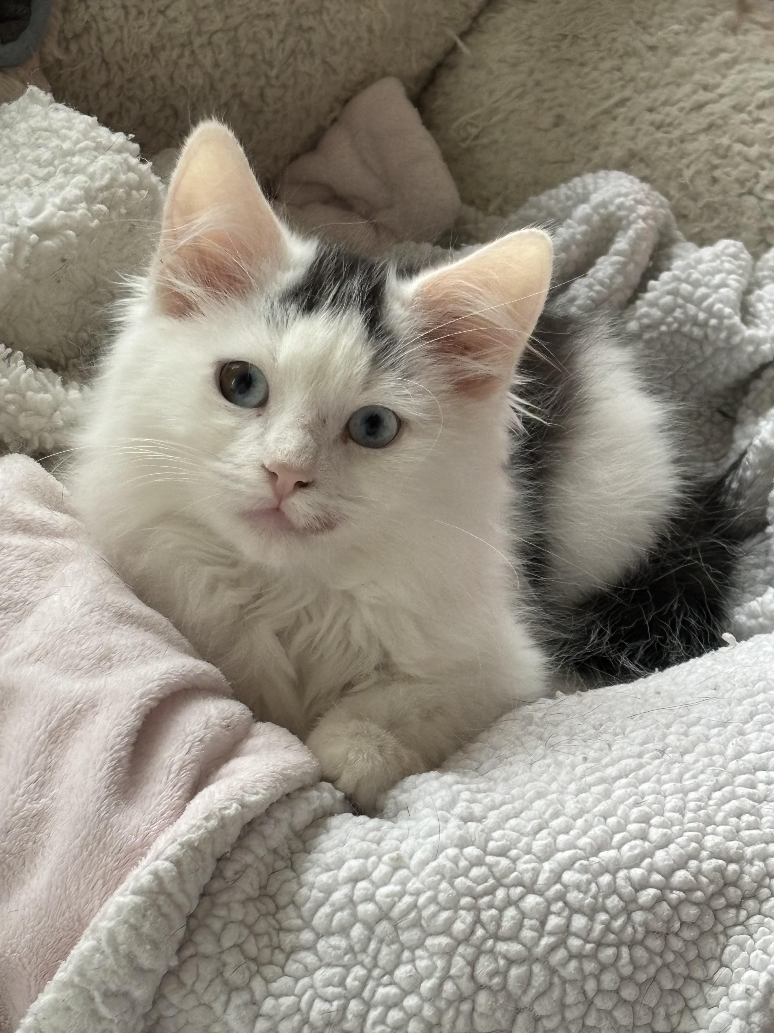 Adopt Handsome, loving Aspen & Windsor Today - Pets TheCountyOffice