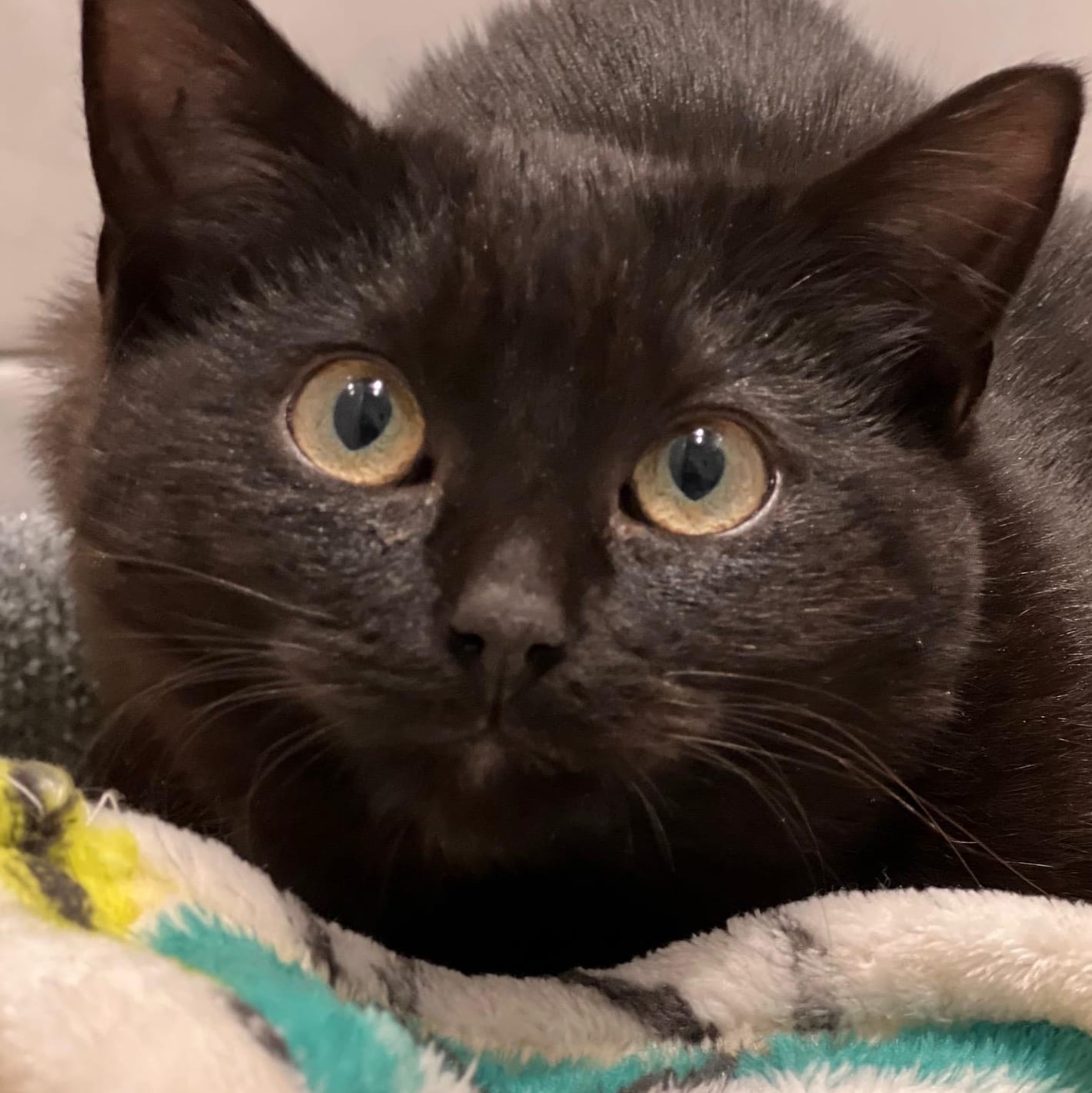 Adopt Ovie Today - Find Paw Pal