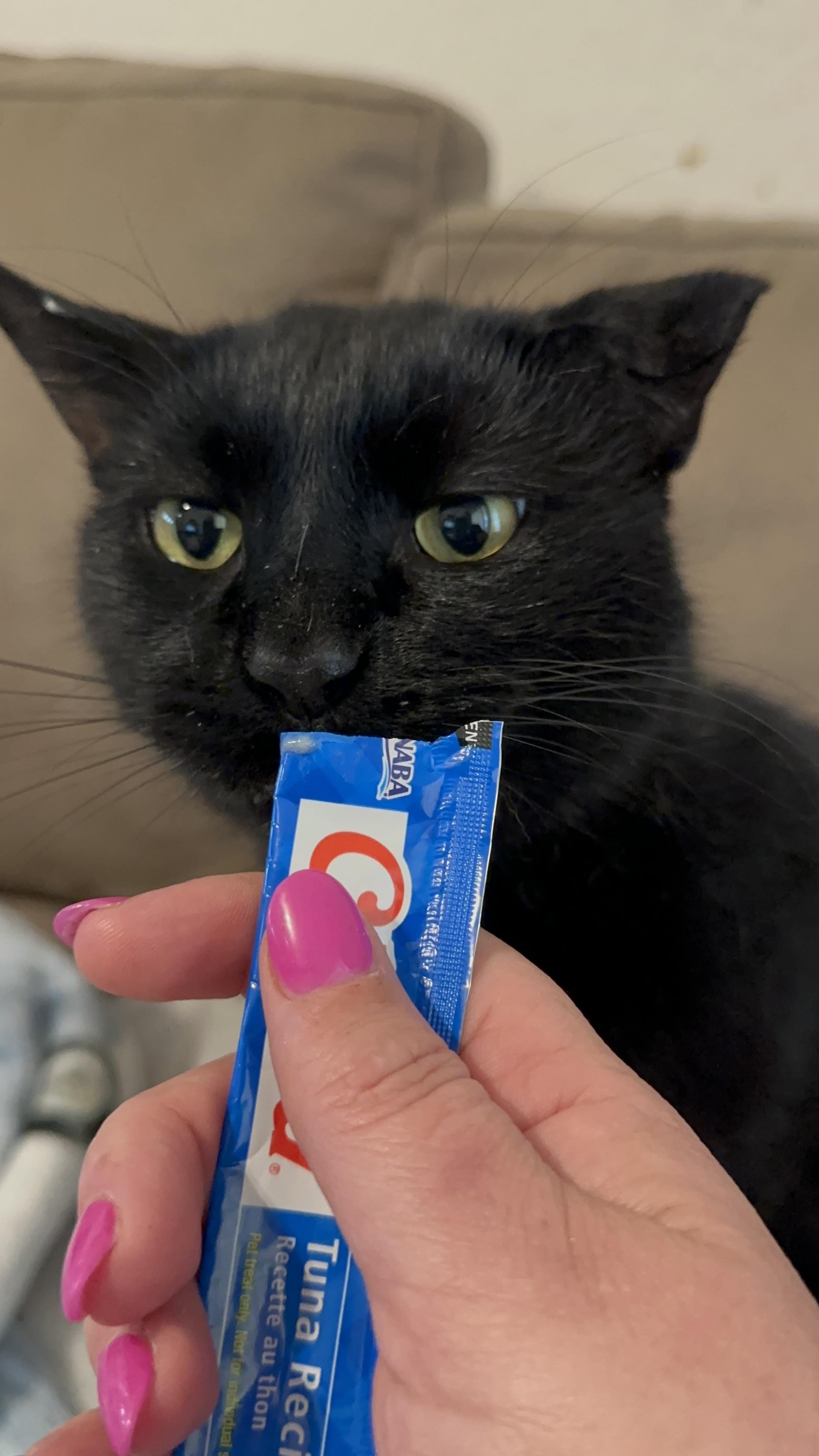 Adopt Megatron Today - Find Paw Pal