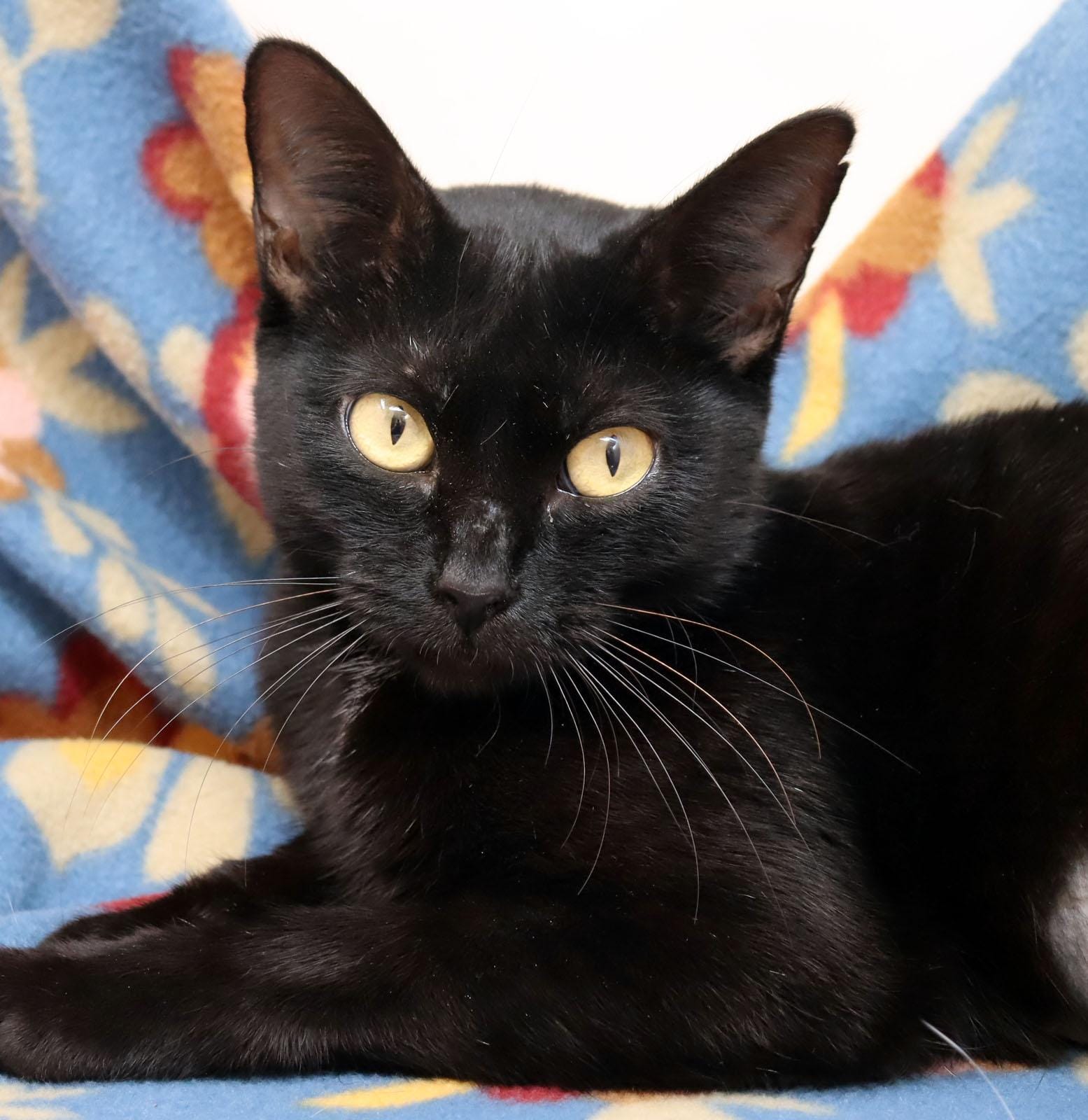 Adopt Amari Today - Find Paw Pal