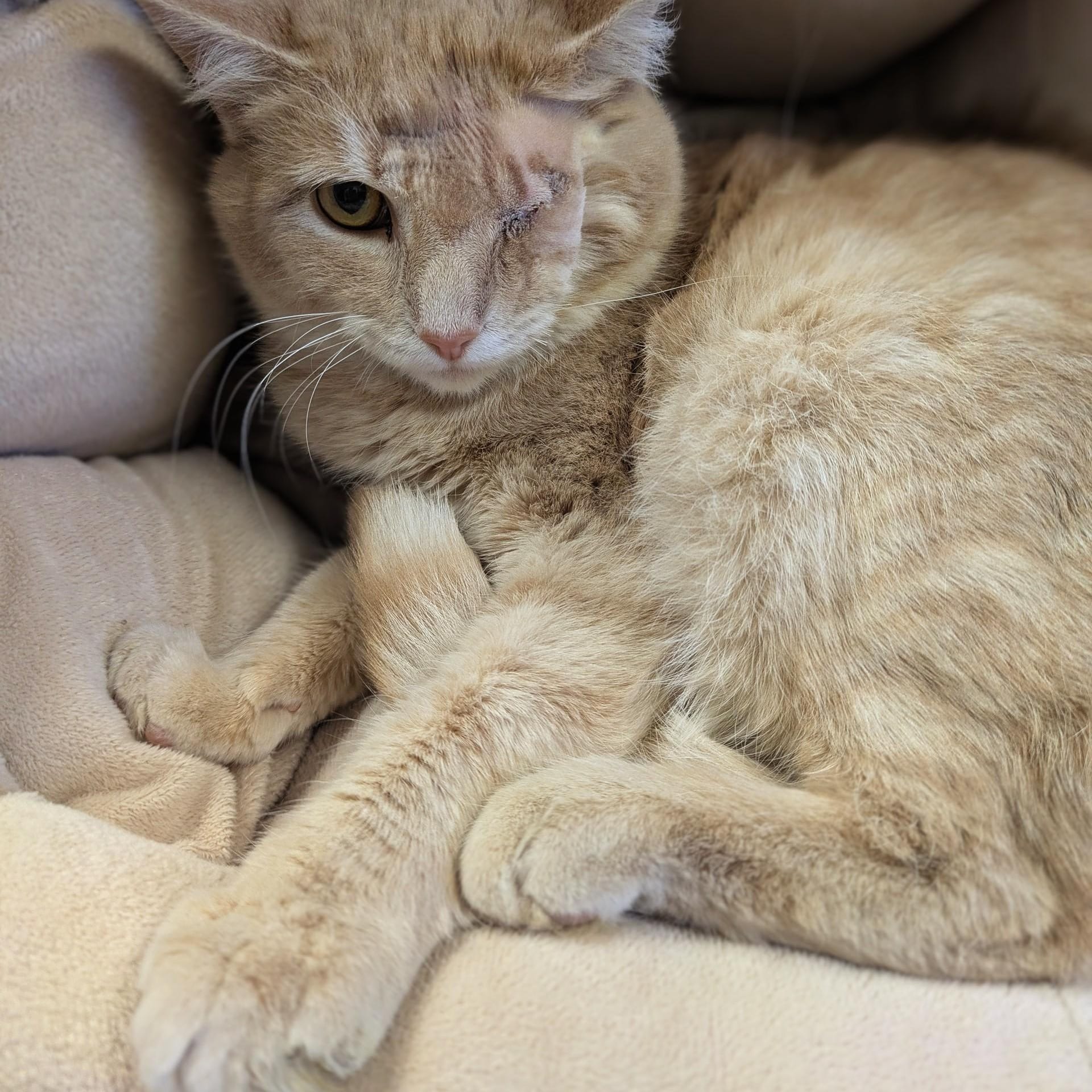 Adopt Captain Jack Today - Pets TheCountyOffice