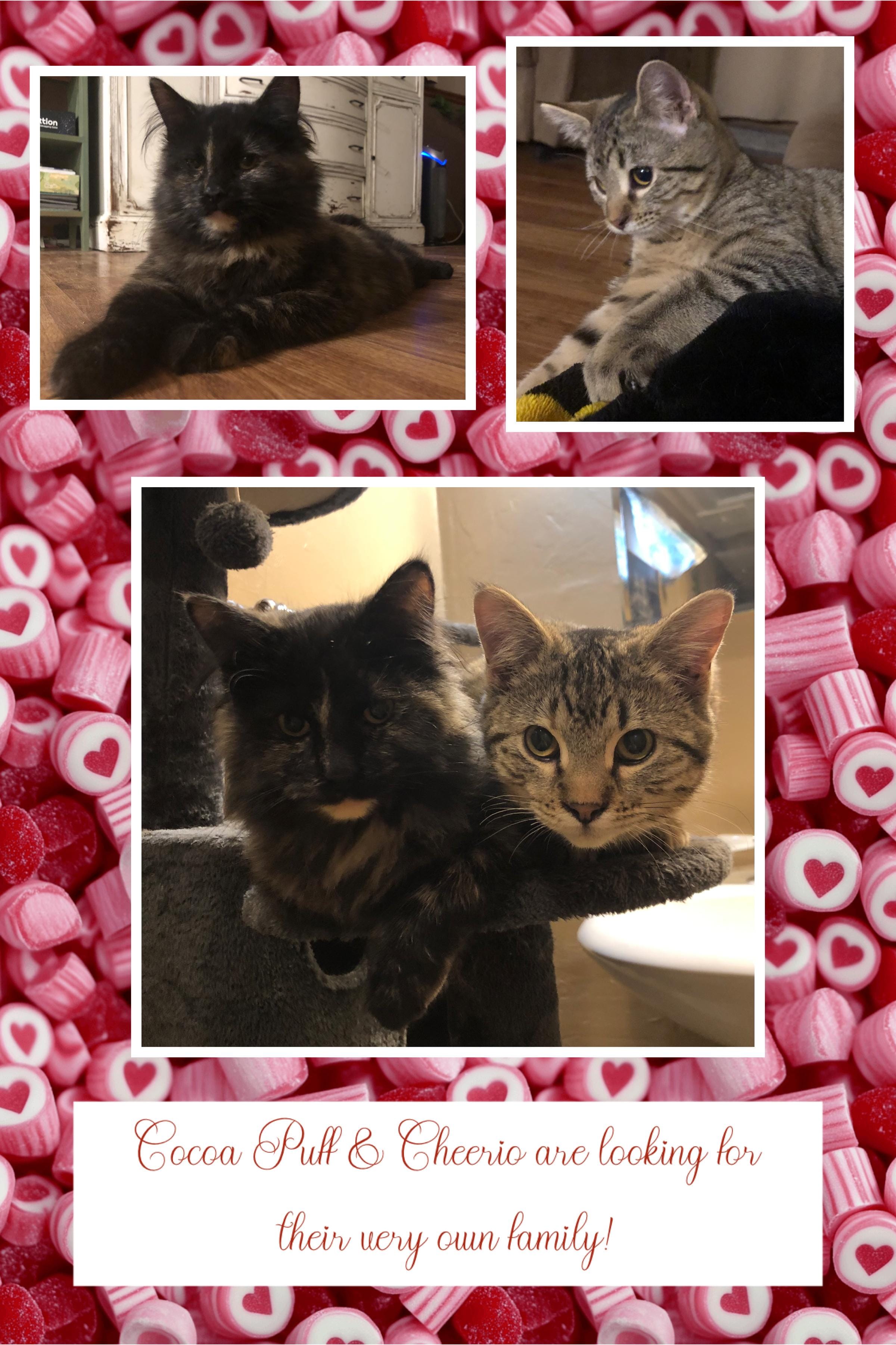 Adopt Cheerio & Cocoa Puff Today - Pets TheCountyOffice