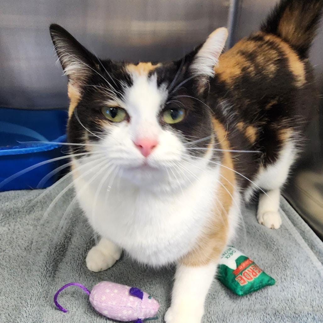 Adopt VALENTINE Today - Find Paw Pal