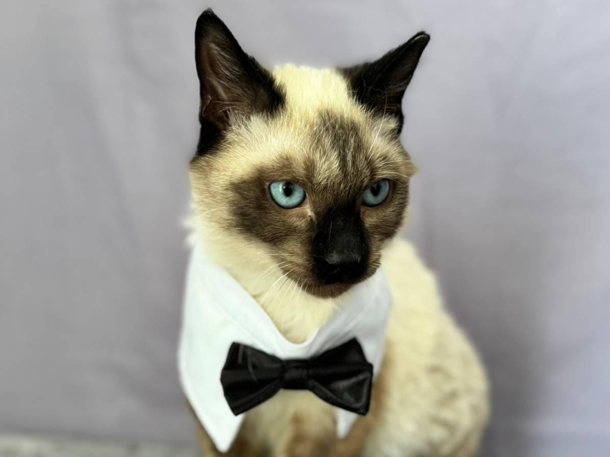 Adopt Mr Miyagi Today - Pets TheCountyOffice