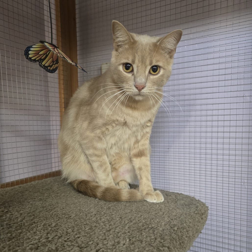 Adopt Zena Today - Pets TheCountyOffice