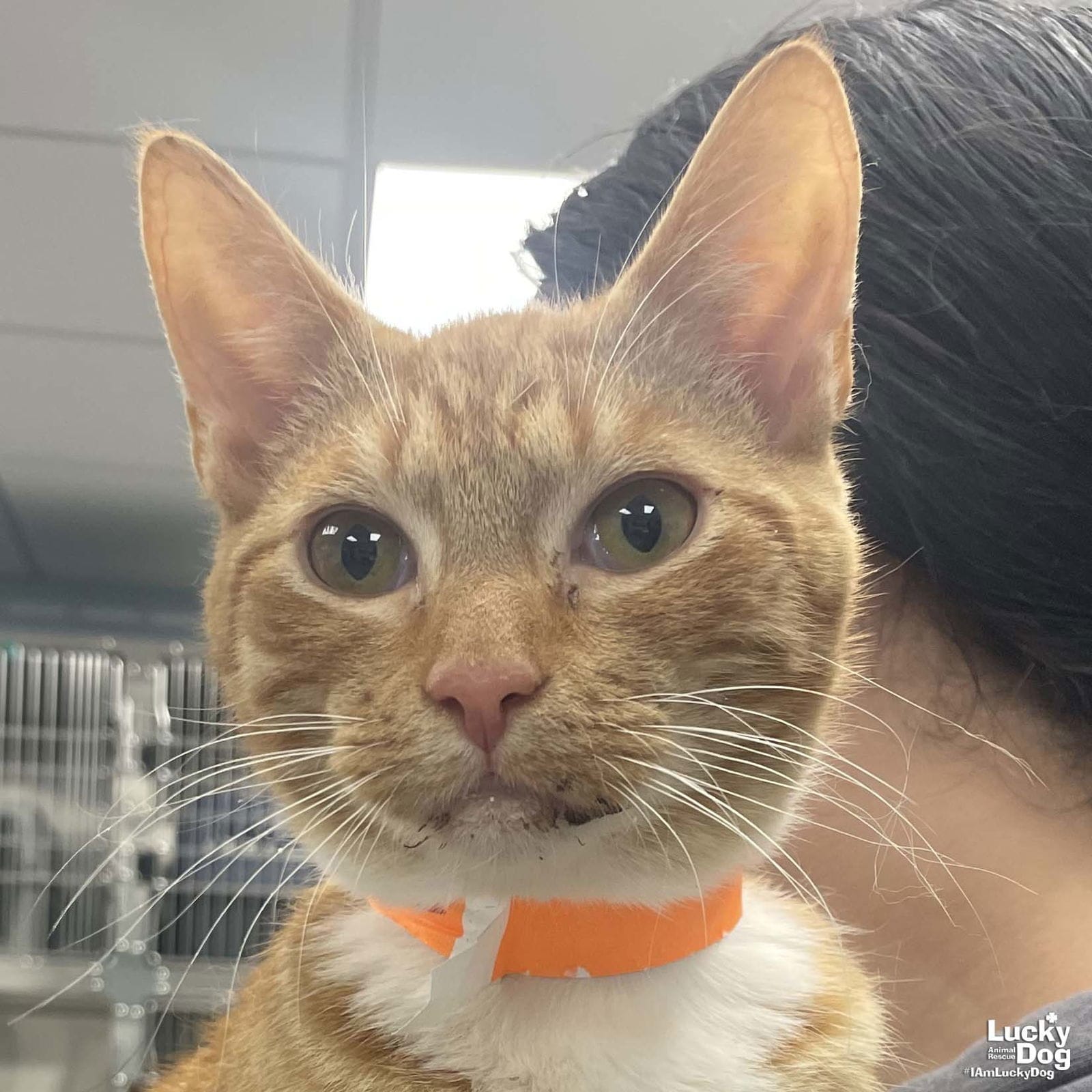 Adopt Tickety Tock Today - Find Paw Pal