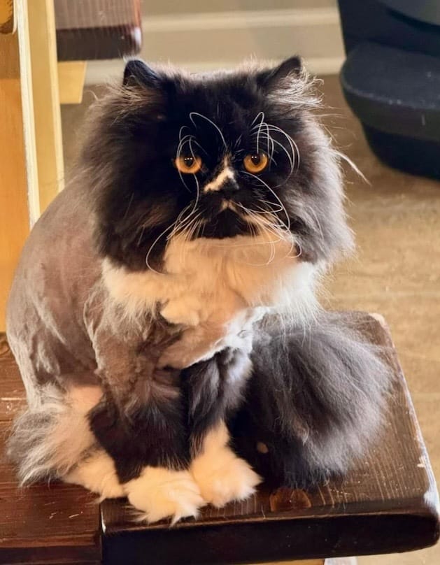 Adopt Gizmo Today - Pets TheCountyOffice