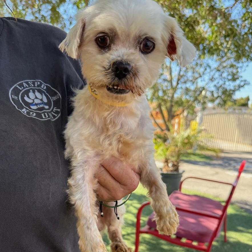 Adopt the Ideal Dog Near You - Find Paw Pal
