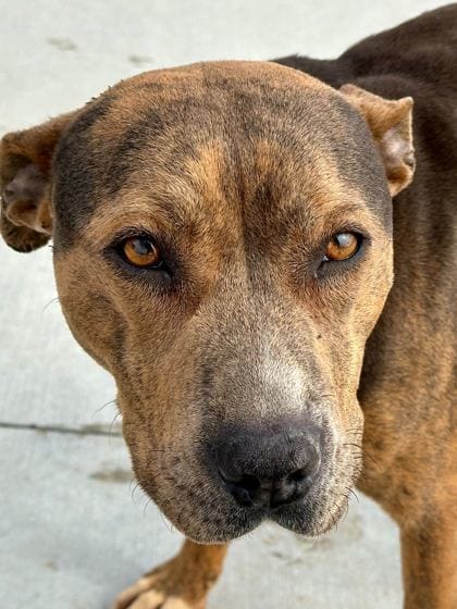 Adopt the Ideal Dog Near You - Find Paw Pal