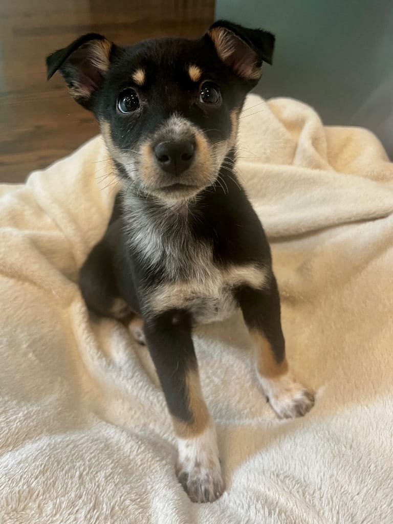 Adopt Lotus - Local Today - Pets TheCountyOffice
