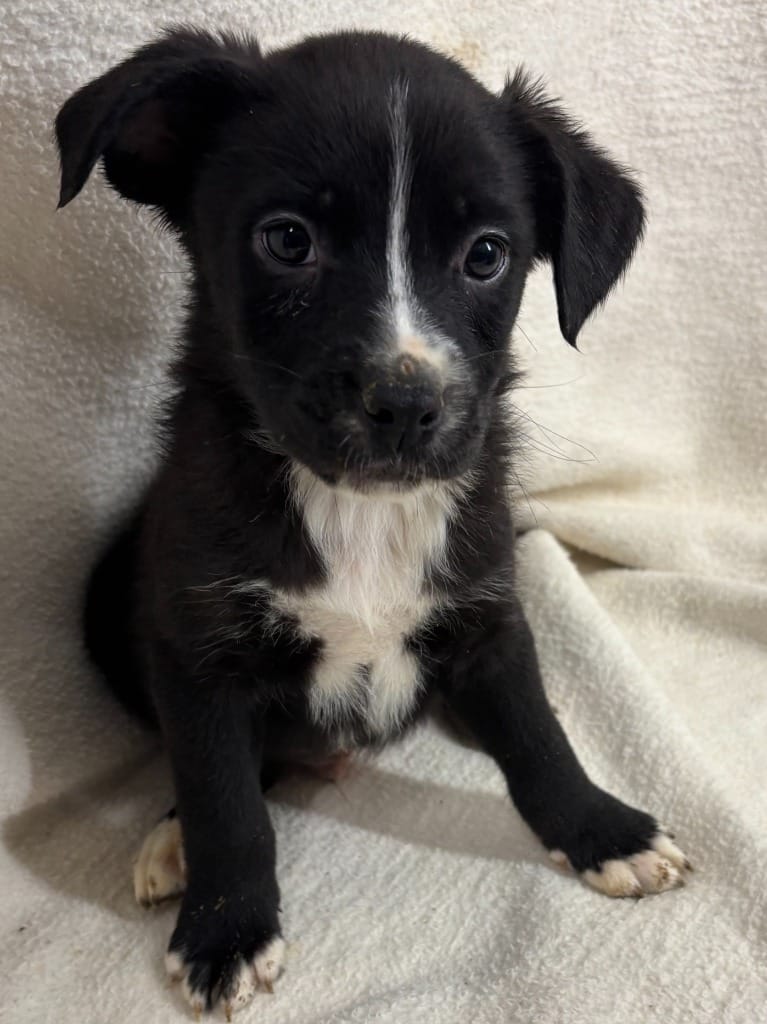 Adopt Erin Today - Find Paw Pal