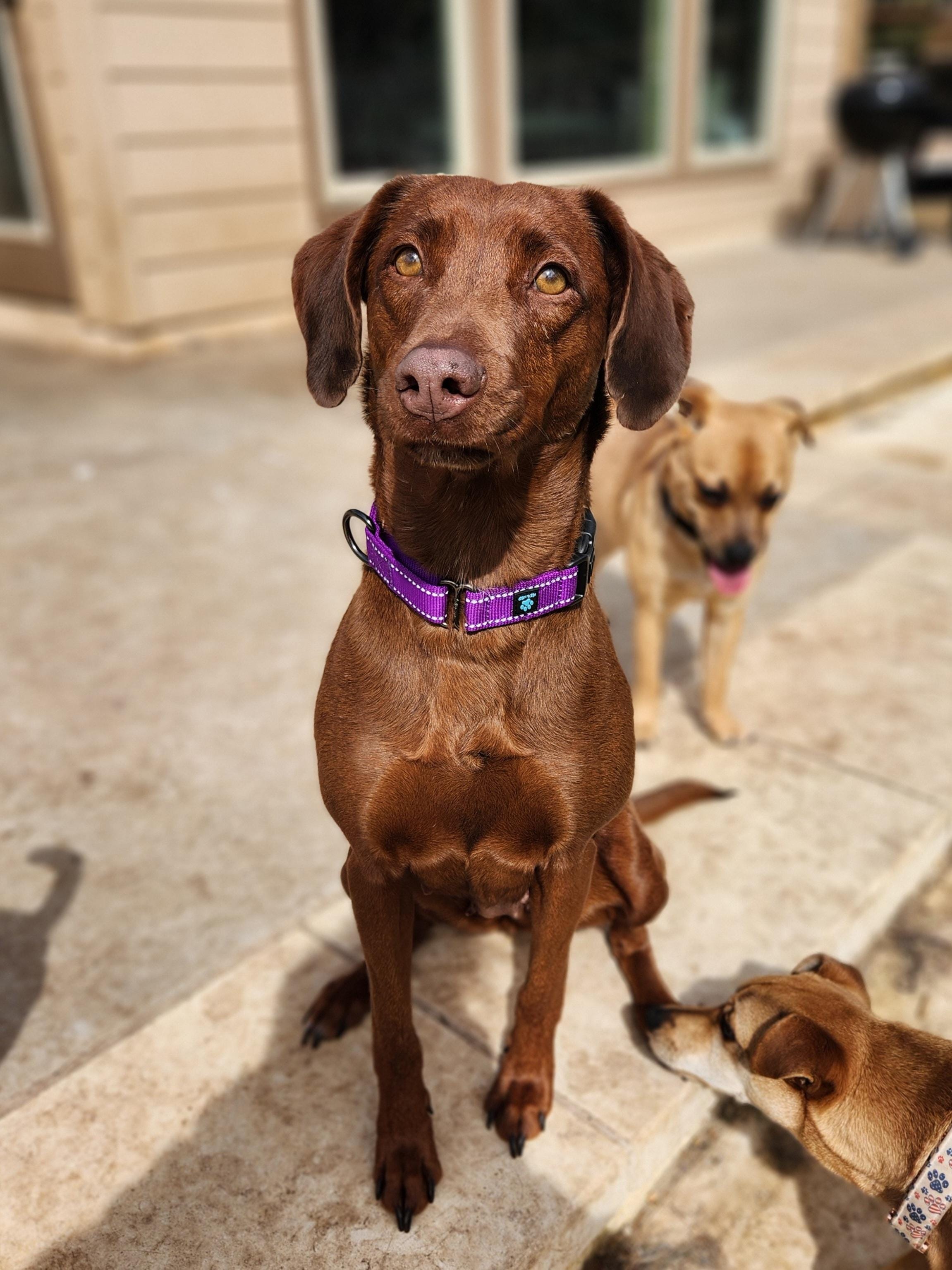 Adopt Suki Today - Pets TheCountyOffice