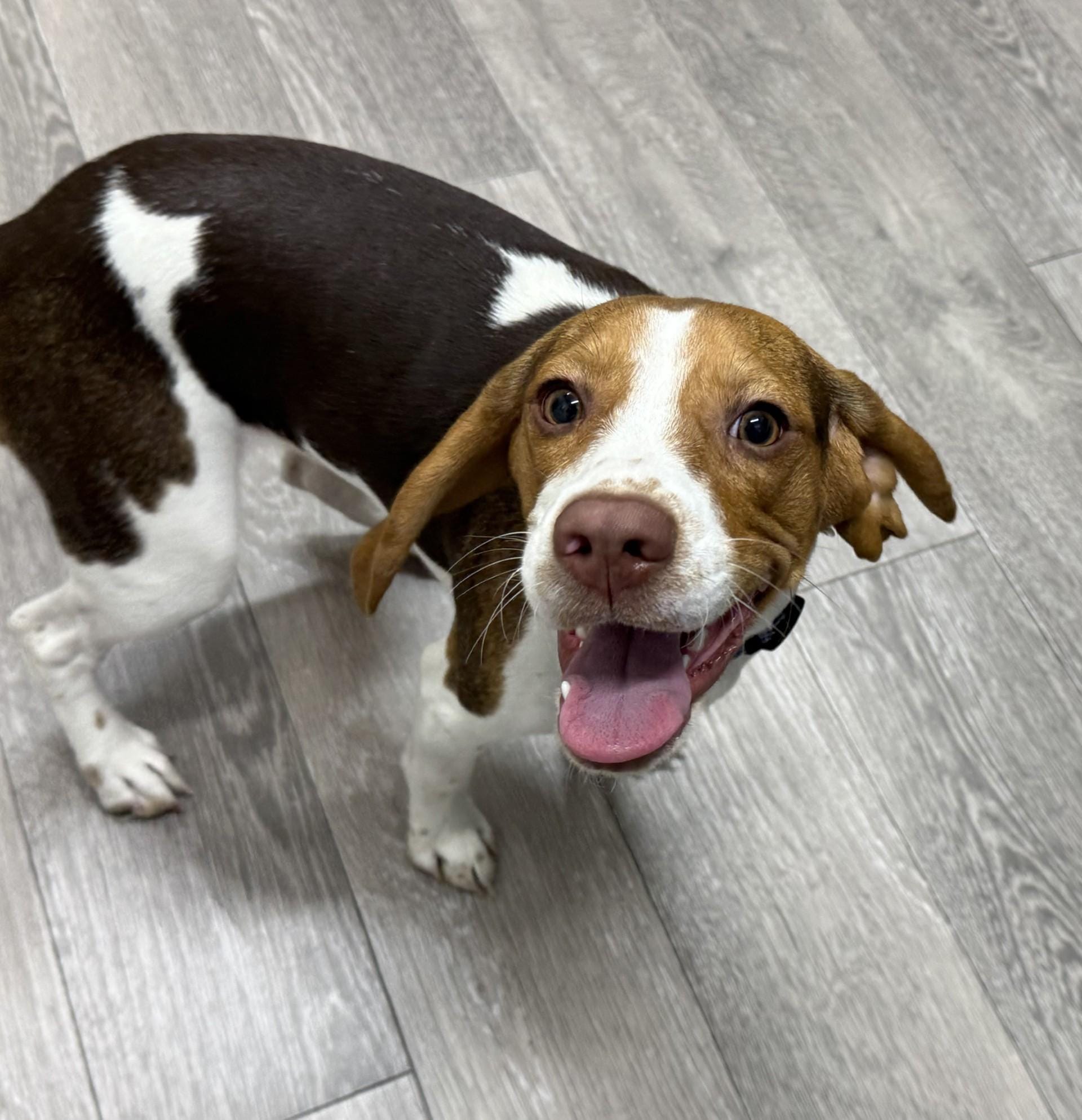 Adopt Kuri Today - Pets TheCountyOffice