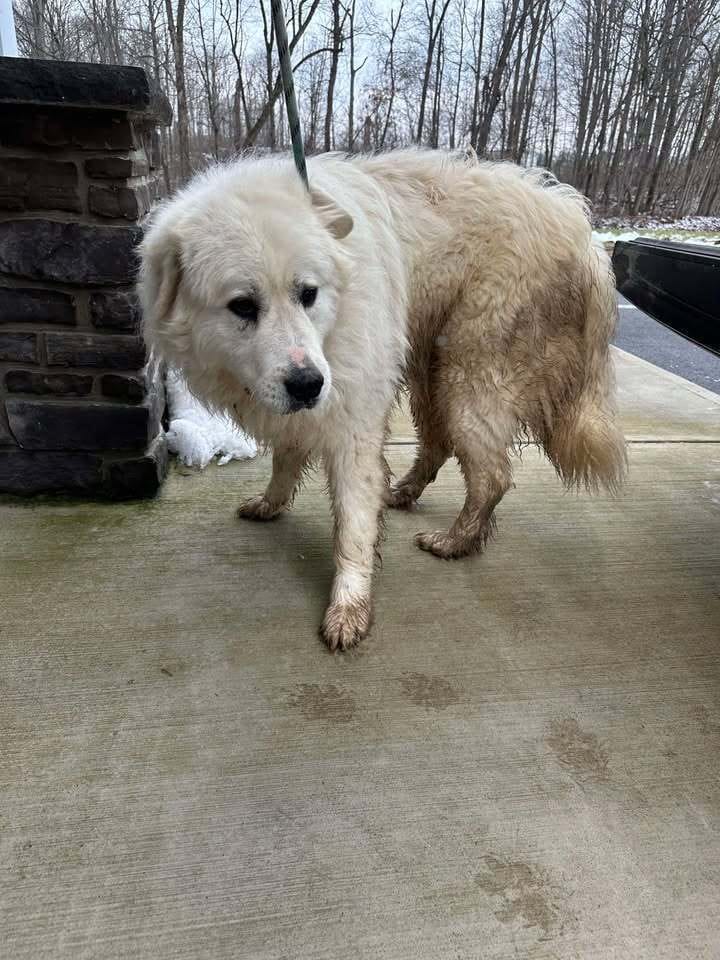 Adopt Polar Bear Today - Pets TheCountyOffice