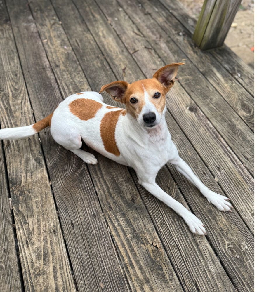 Adopt Lea CP Today - Find Paw Pal