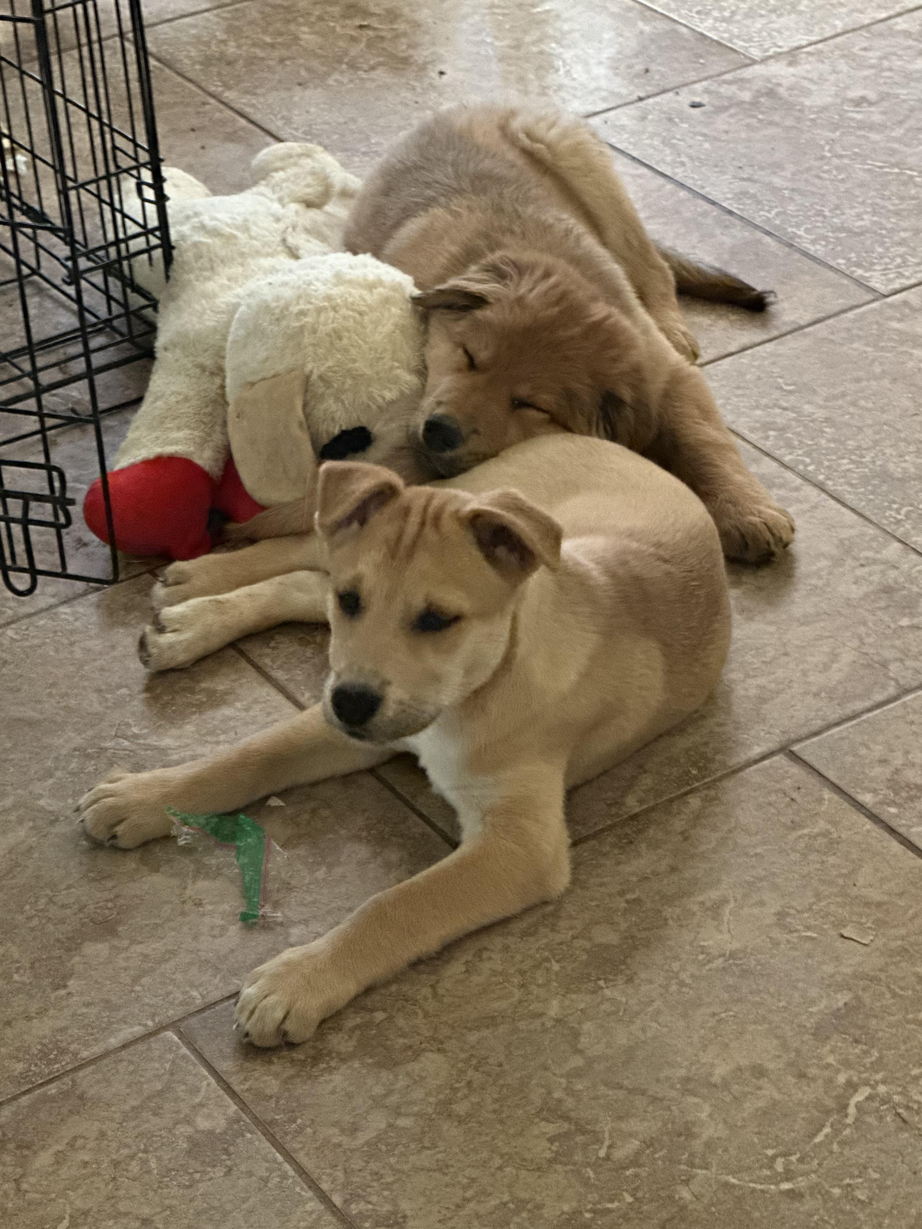 Adopt Bluey Today - Pets TheCountyOffice