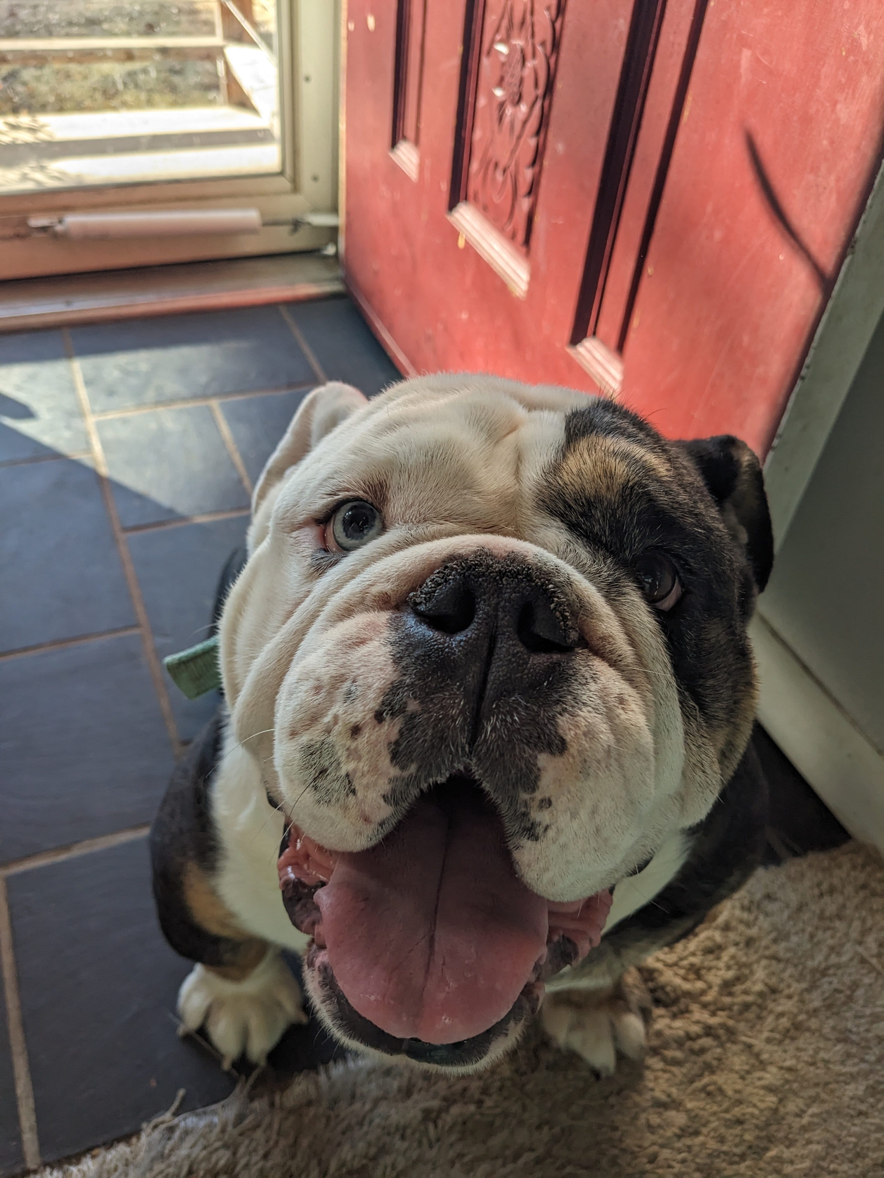 Adopt Milo Today - Pets TheCountyOffice