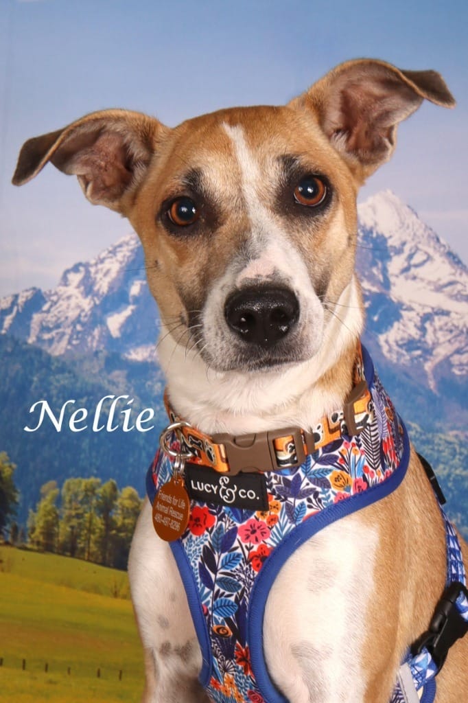 Adopt Nellie Today - Pets TheCountyOffice