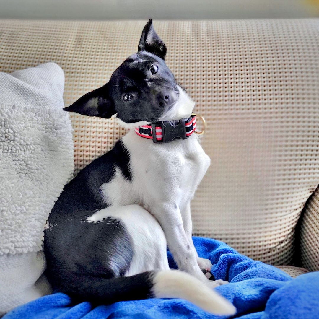 Adopt Carter (VA) Today - Pets TheCountyOffice