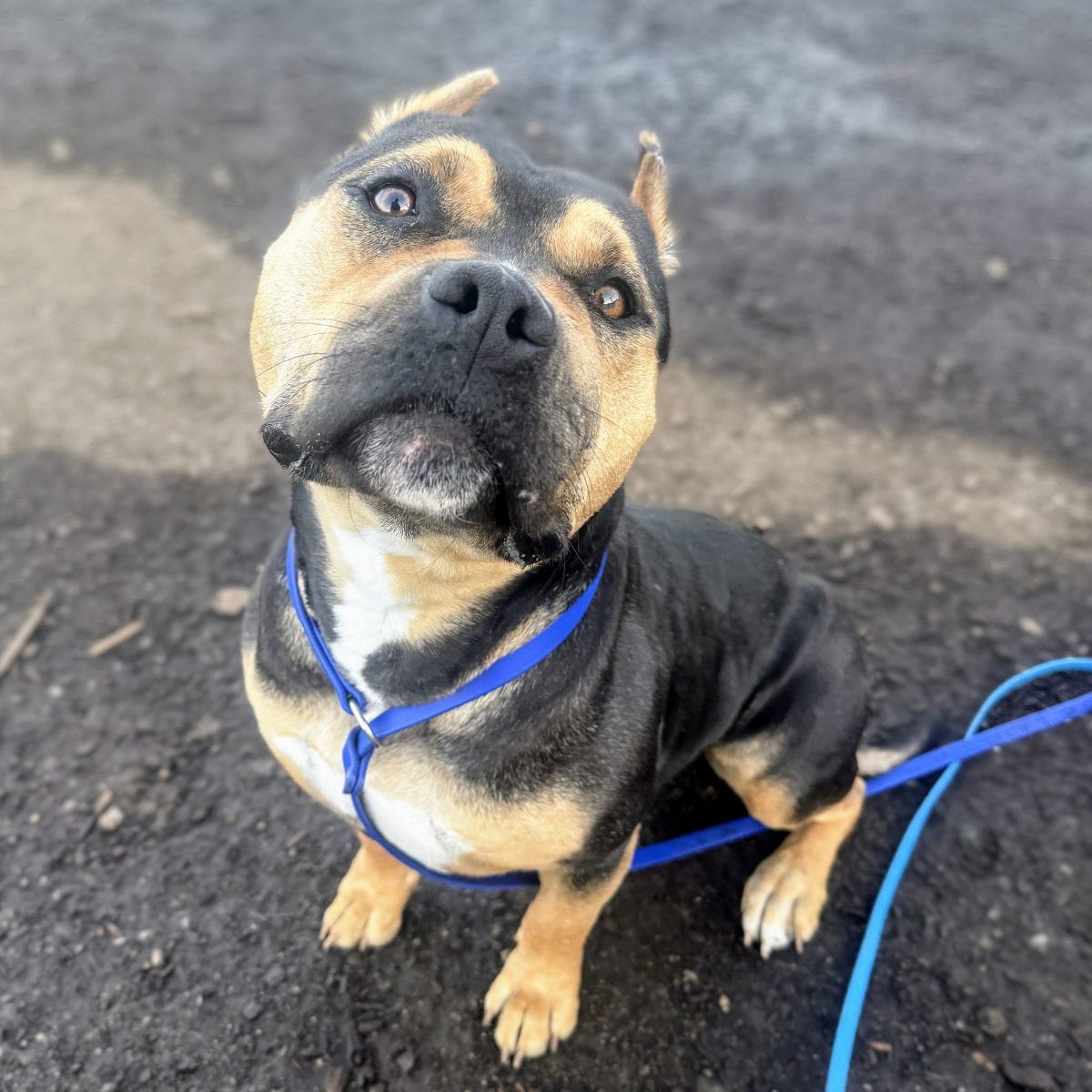 Adopt Akila Today - Pets TheCountyOffice