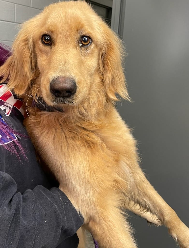 Adopt Robin Today - Pets TheCountyOffice