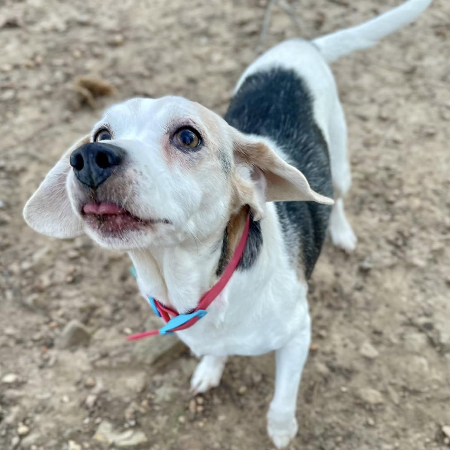 Adopt Daisy the beagle Today - Find Paw Pal