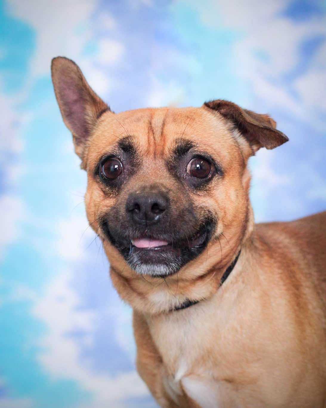 Adopt Caterpillar Today - Pets TheCountyOffice