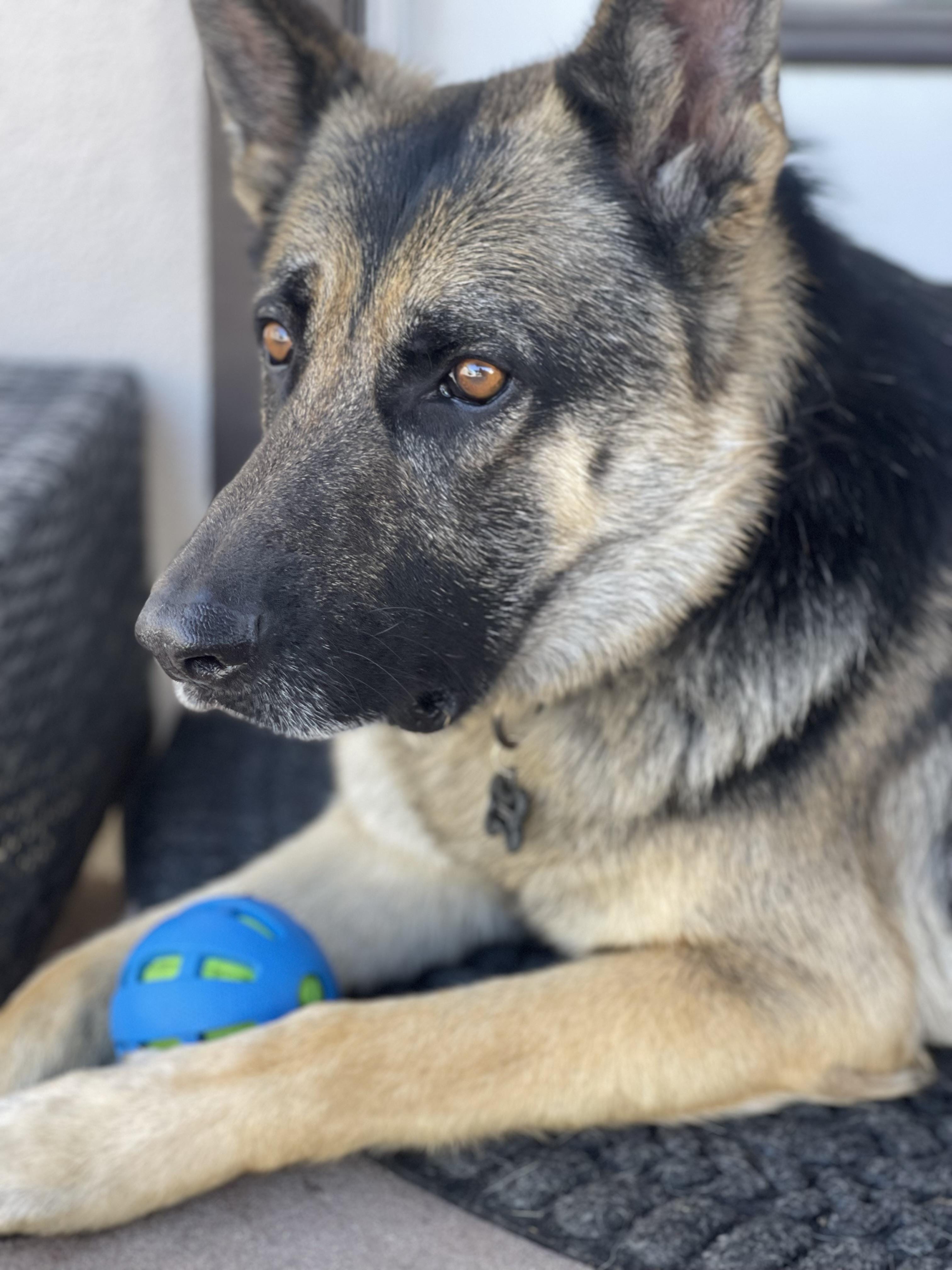 Adopt Tazzy Today - Pets TheCountyOffice